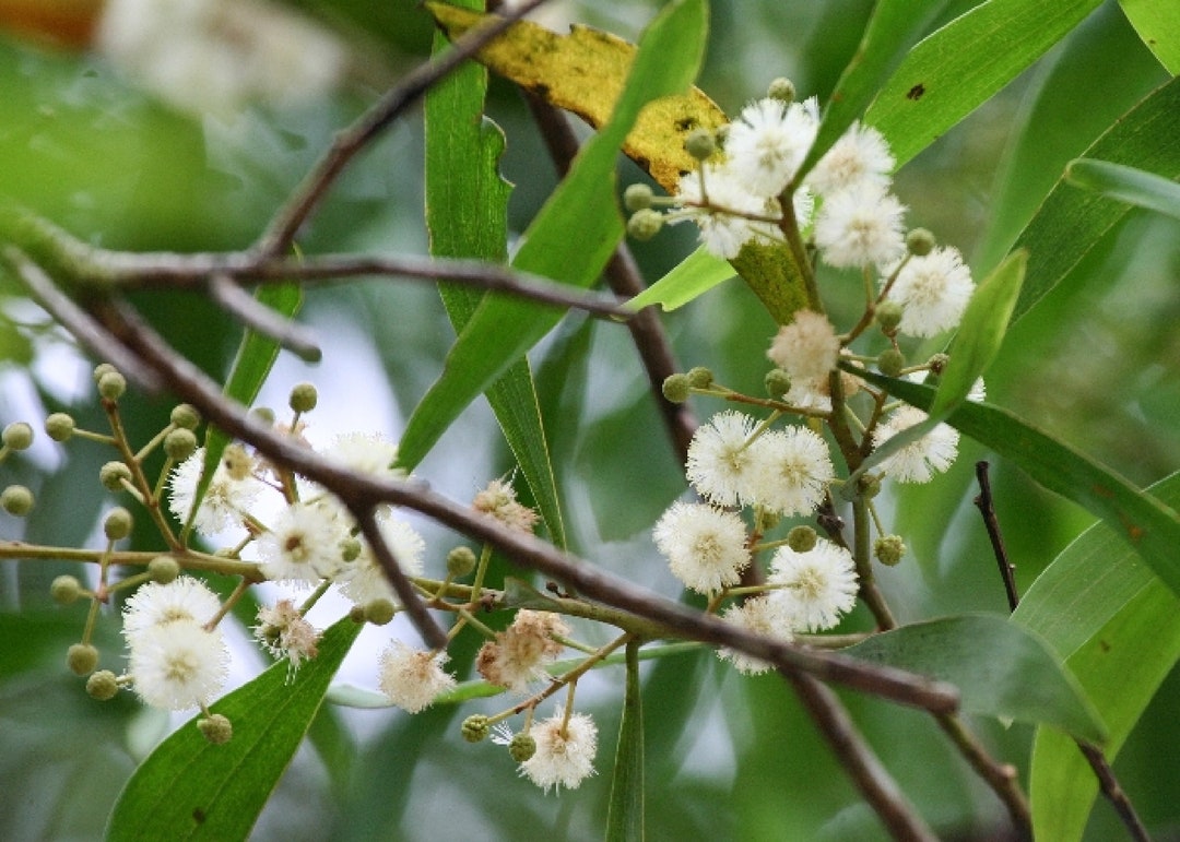 Blackwood Acacia {acacia Melanoxylon} Ornamental Tree | Fast Growing ...