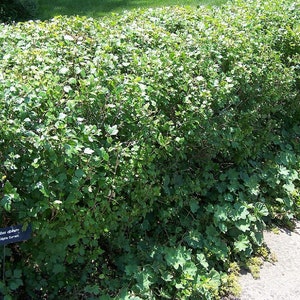 Alpine Currant {ribes Alpinium} Flowering Ornamental | Landscaping ...