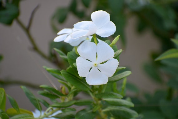 Vinca Rosea