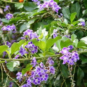 Sky Flower {duranta Repens} Tropical Ornate Shrub | Vibrant Blue ...