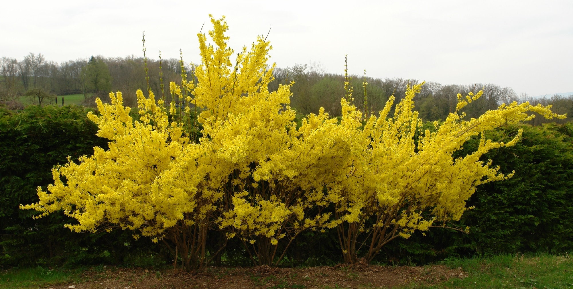 Weeping Forsythia {forsythia Suspensa} Ornate Showy Shrub | Privacy ...