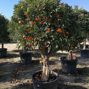 Dwarf Mandarin Orange Tree Organic {citrus Reticulata} Ornamental | Fruiting| High Yield ...