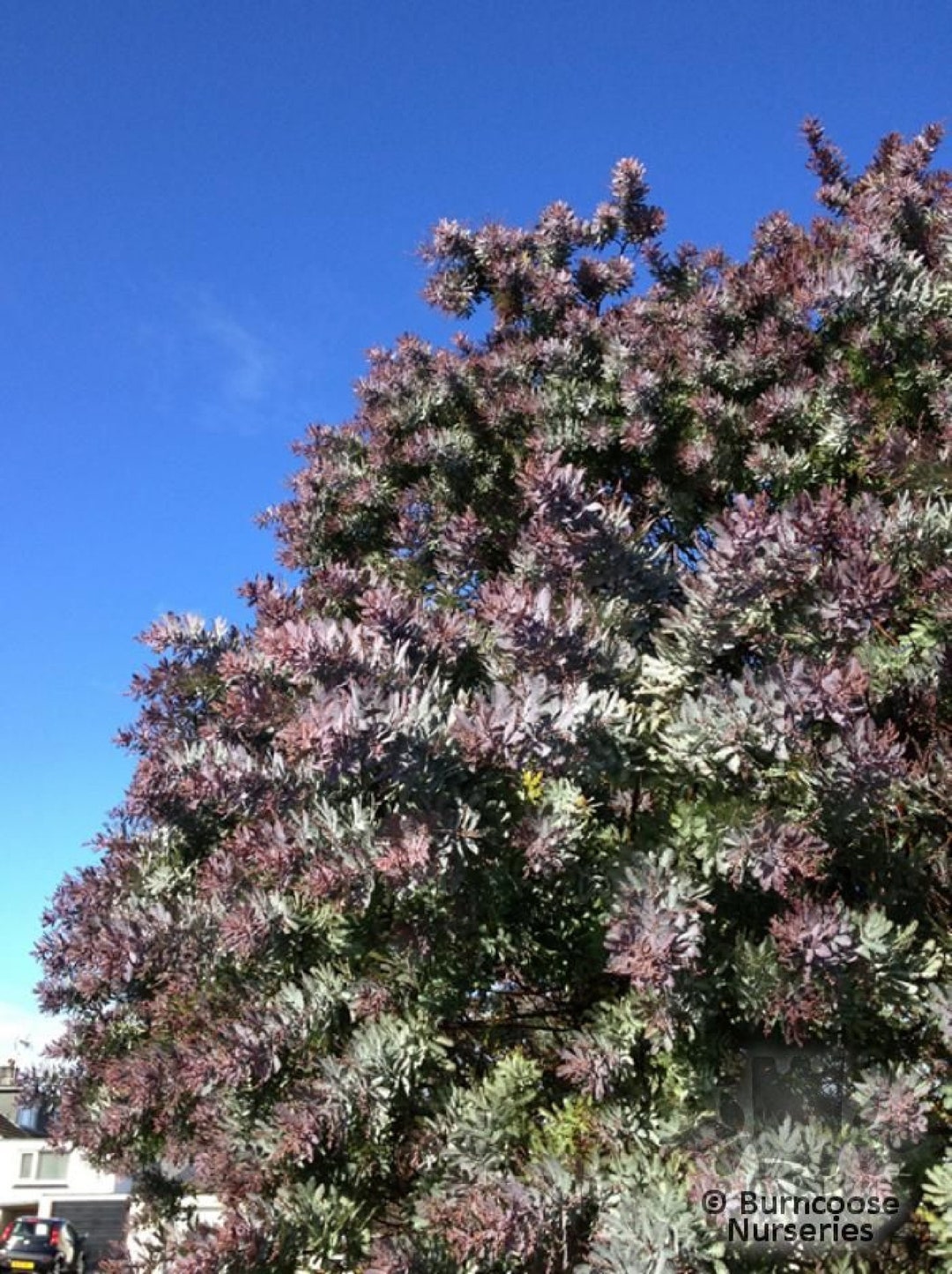 Purple Leaved Acacia {baileyana V Purpurea} Showy Blooms | Year Round ...