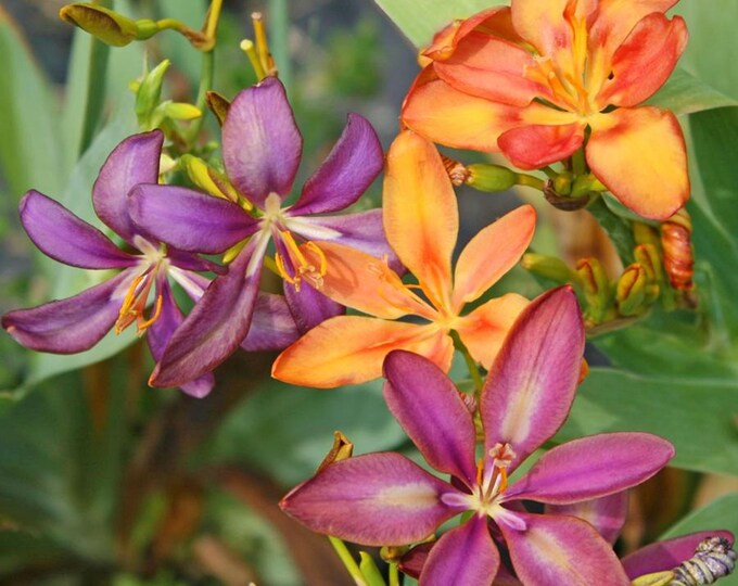 Dazzler Candy Lily Mix {pardancanda Norissi} Vibrant Showy Blooms 10 ...