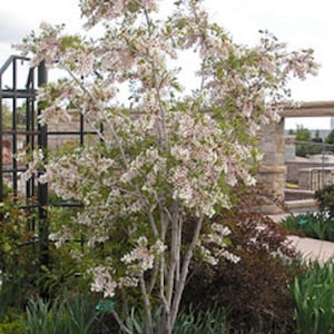 Yellowhorn Fruiting Shrub {xanthoceras Sorbifolium Northern} Exotic ...