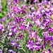 3000 Evening Scented (night) Stock Matthiola Flower Seeds Bulk Perfume ...