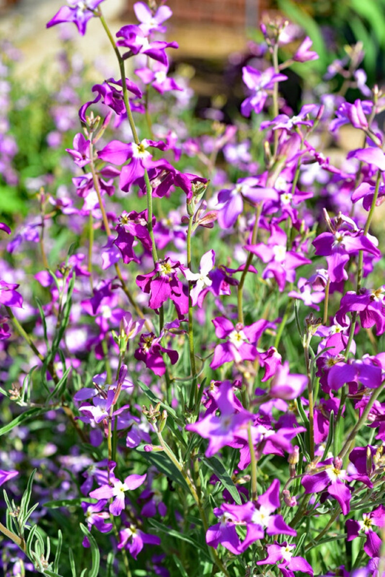 3000 Evening Scented (night) Stock Matthiola Flower Seeds Bulk Perfume ...