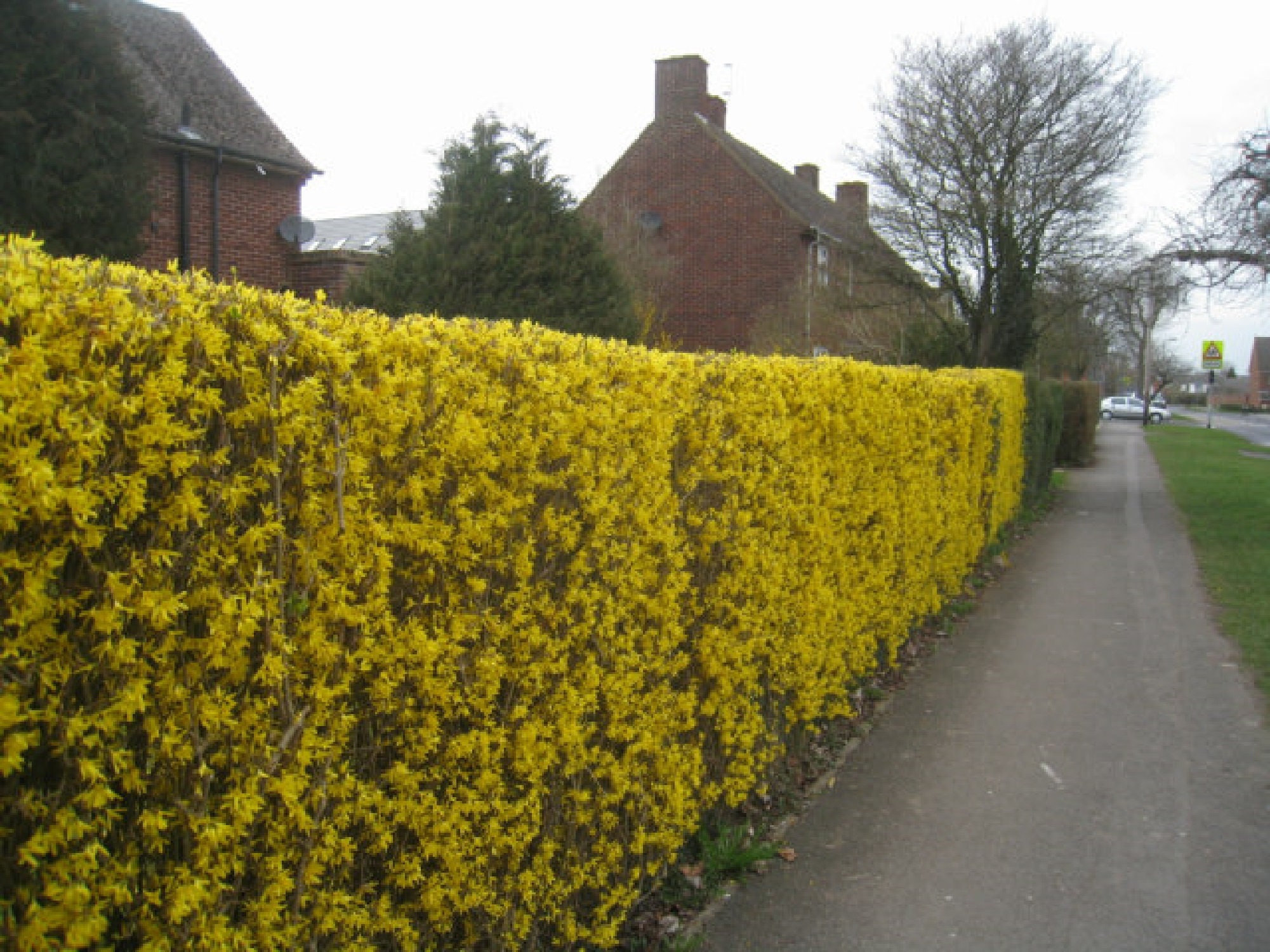 Forsythia Hedge