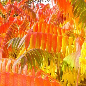 Dwarf Flameleaf Sumac {rhus Copallina Cs} Vibrant Ornamental | Low ...