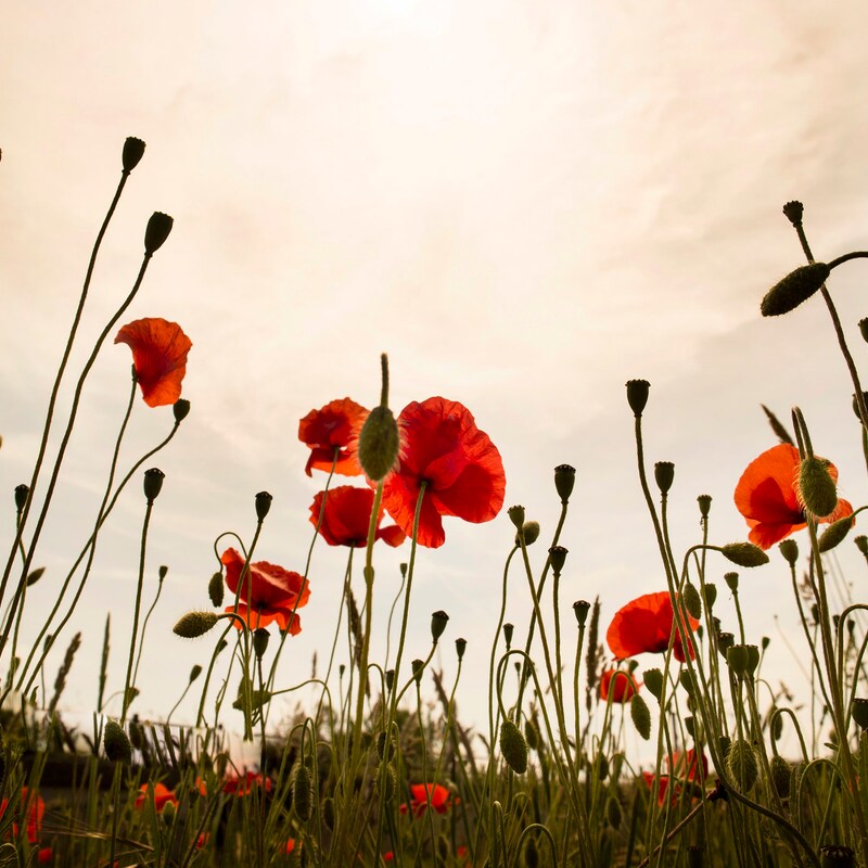 Flanders Poppy - Etsy