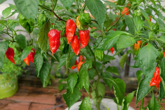 Scorpion Pepper Scoville