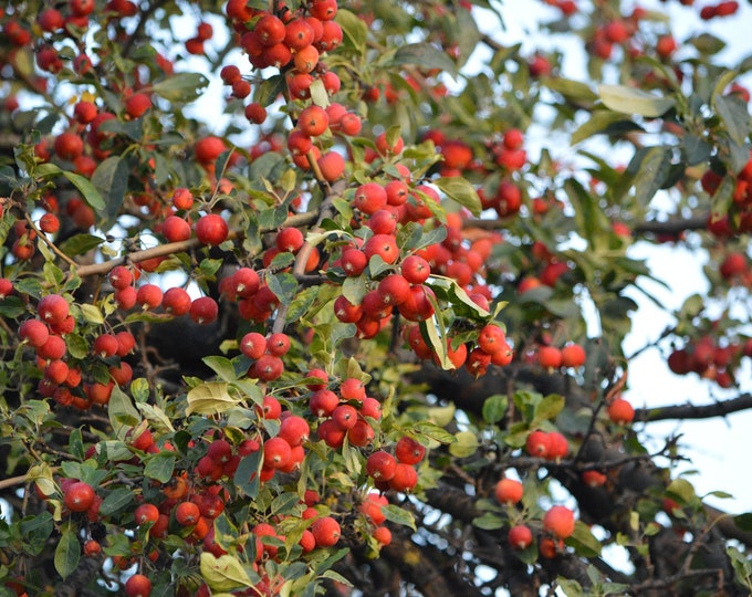 Crabapple Tree Sapling, Carbapple Tree, Apple Tree, Tree Sapling, Live ...