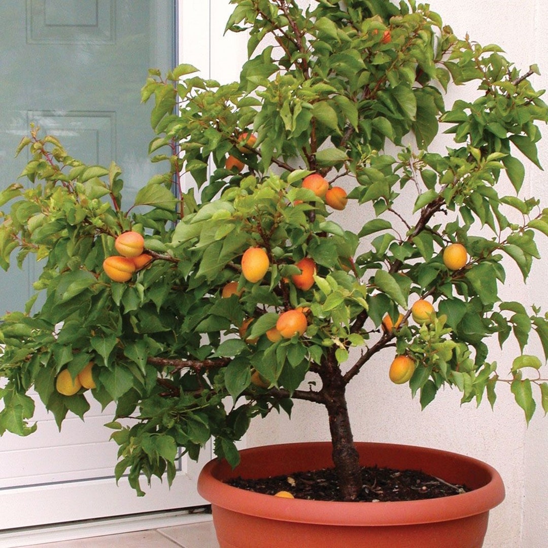 Dwarf Apricot Tree {prunus Armeniaca} Organic | Edible | Flowering ...