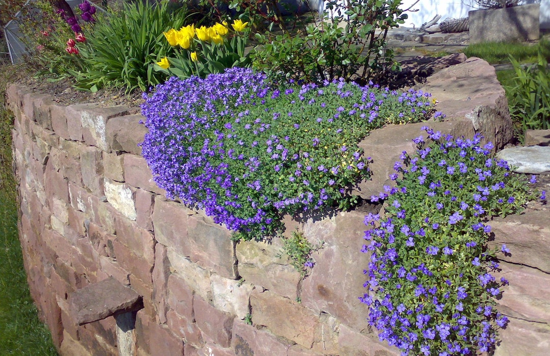 Cascade Blue 100 Rock Cress Seeds Aubrieta Hybrida Superbissima ...