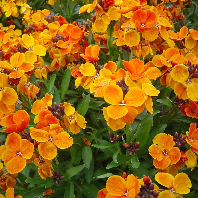 Siberian Wallflower - Etsy