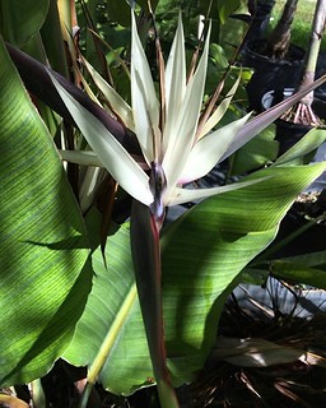 White Birds of Paradise {strelitzia Nicolai} Rare Tropical | Ornate ...
