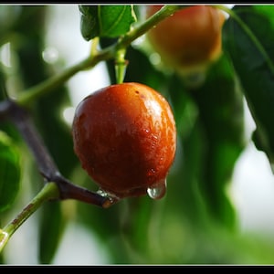 Jujube Fruit Tree {ziziphus Jujube} Delicacy Superfruit | FAST Growing! | 50 Year Life Span ...