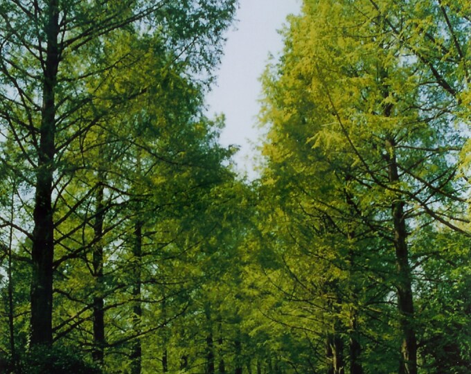 Dawn Redwood {metasequoia Glyptostroboides} Fast Growing ...