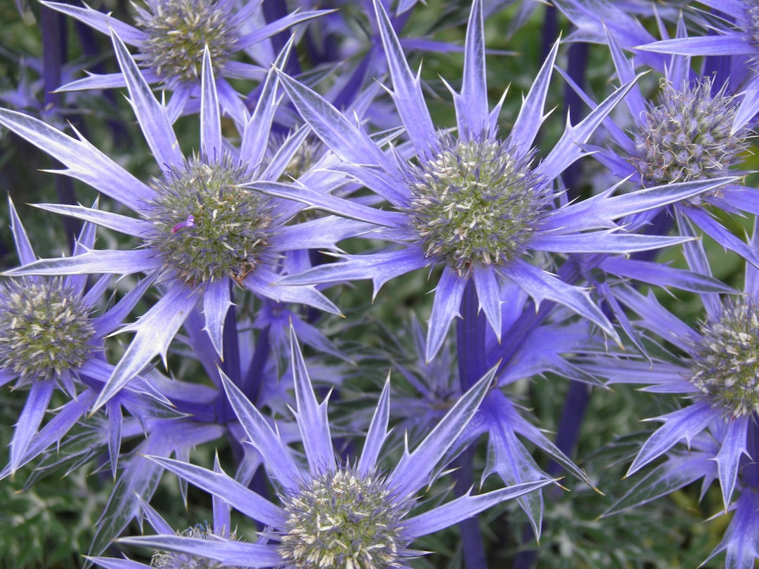 Florist Choice! Blue Star, Sea Holly (eryngium Planium) 50+ Seeds FREE ...