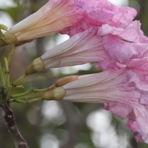 Pink Trumpet Tree {tabebula Rosea} Showy Ornamental | Fragrant | Bonsai ...
