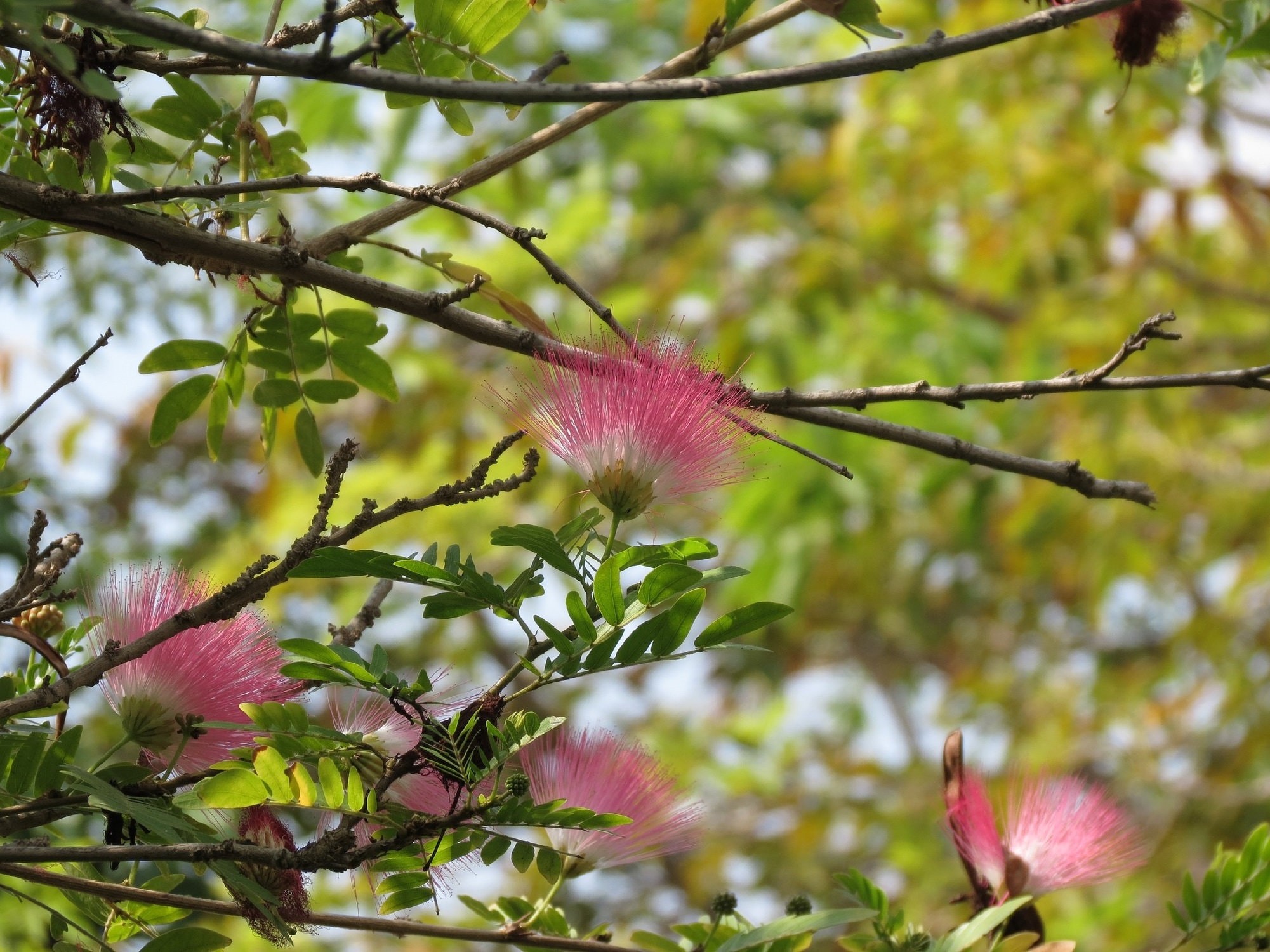 Silk Tree {albizia Julibrissin} Exotic Ornamental | Bonsai | 30 Pre ...