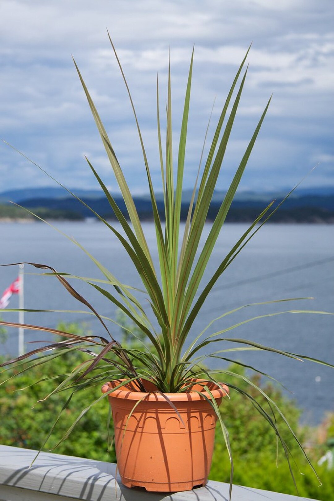 Blue Dracaena {cordyline Indivisa (australis)-hort} Tropical Houseplant ...