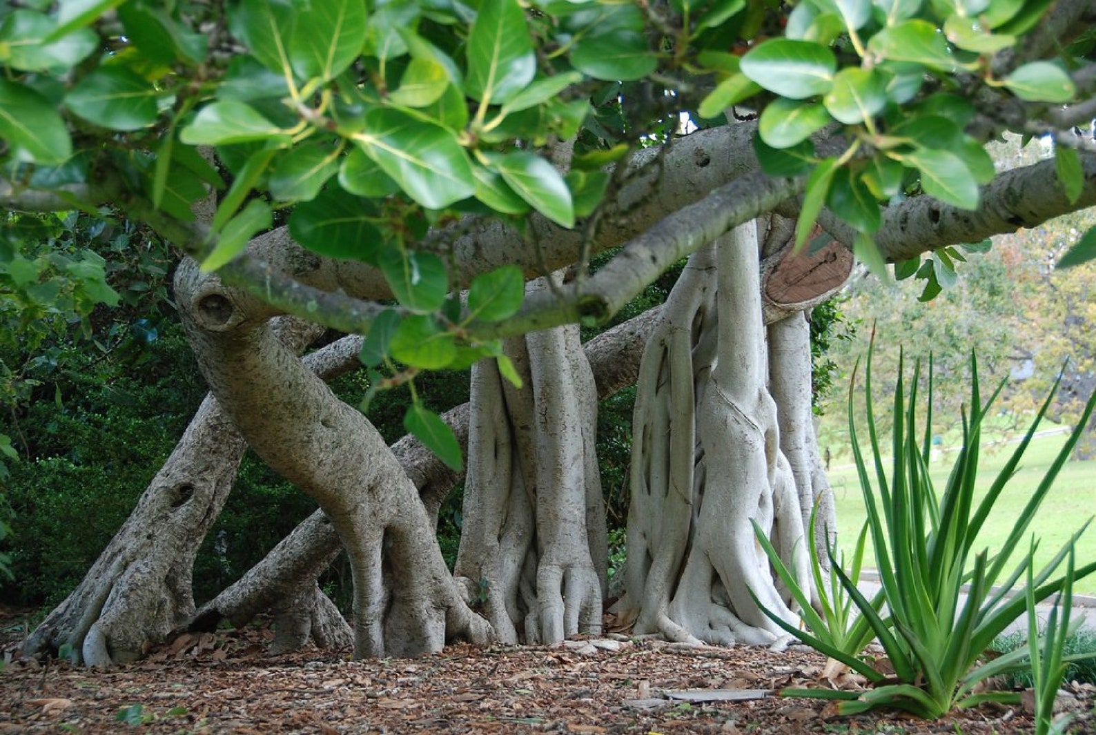 Banyan Fig {ficus Benghalensis) Sacred Tree | Medicinal | Edible ...
