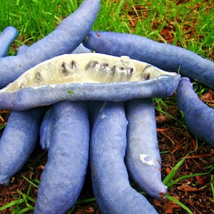 Blue Sausage Fruit Shrub {decaisnea Fargesii} Organic | Sweet Tasting ...