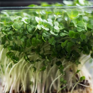 1000+ Curled Garden Cress Seeds | NON-GMO Heirloom Seeds, Microgreen ...