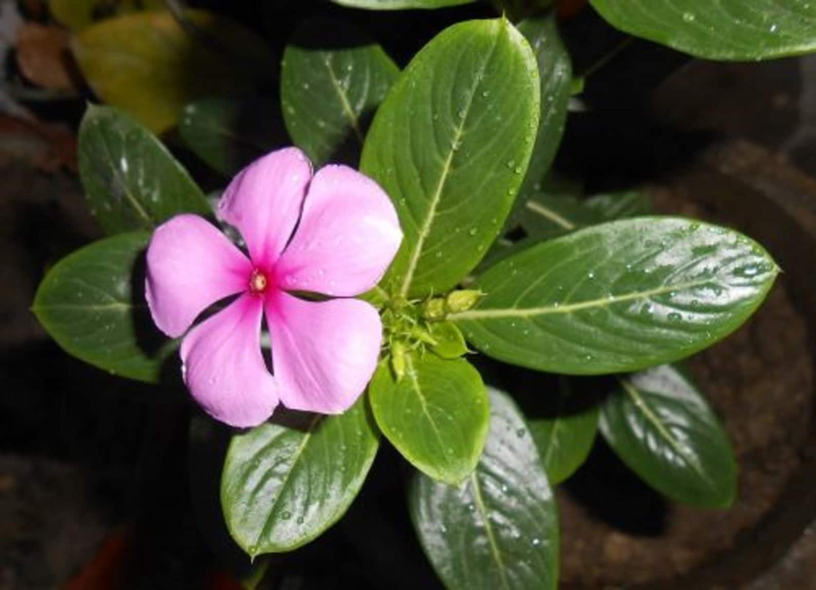 100+ Dwarf Pink Periwinkle Seeds (vinca Rosea Delicata) Flowers GROUND ...