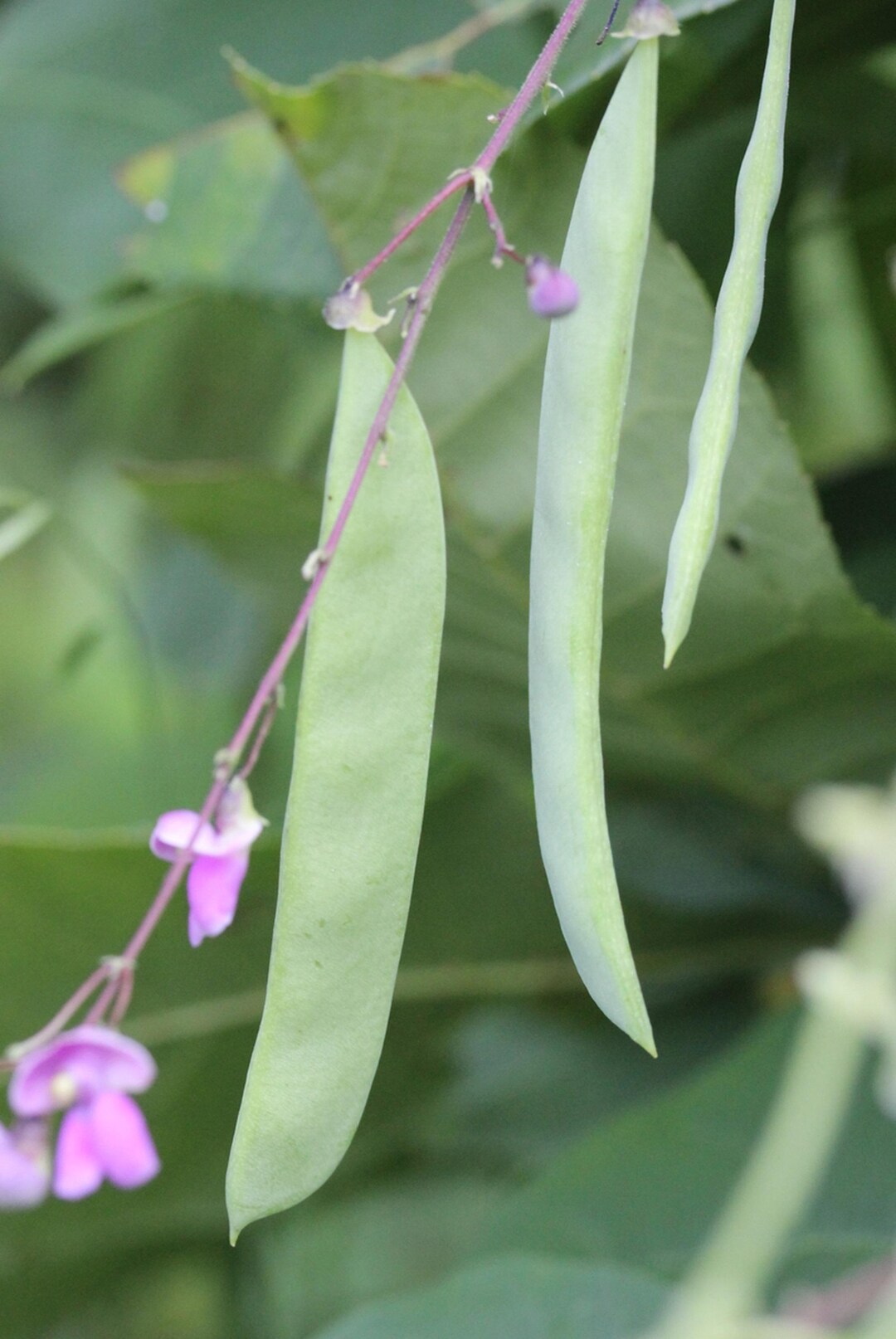 Organic Wild Kidney Bean {phaseolus Polystachios} Rare! | Self ...