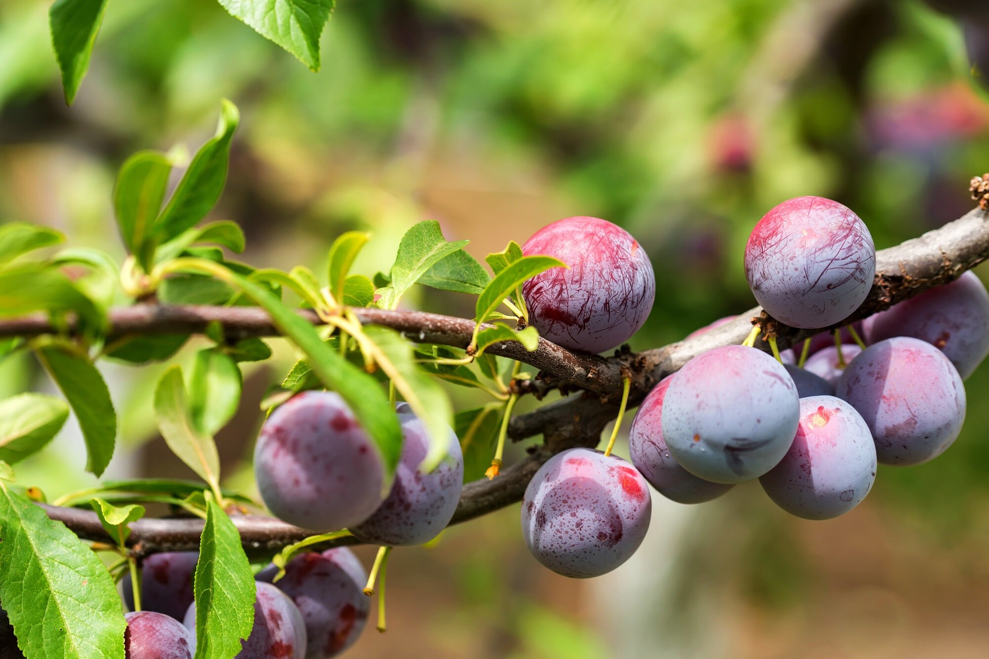 Beach Plum Seeds {prunus Maritima} Superfruit | Edible Fruit Bush, 10 ...