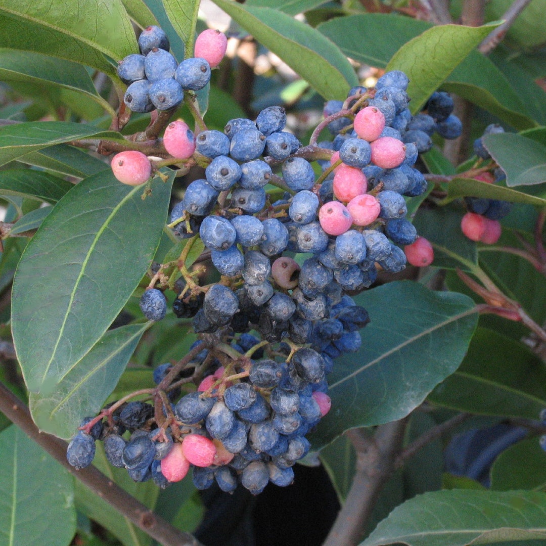 Wild Raisin Organic {viburnum Cassinoides} Tasty Edible | Tea Alt ...