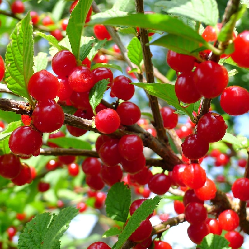 Exotic Fruit Bushes - Etsy