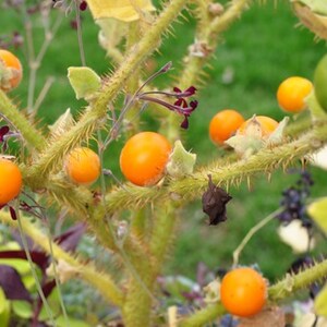 Lulo Orange Tree {solanum Quitoense} Organic | Tropical Superfruit ...