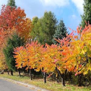 Dwarf Flameleaf Sumac {rhus Copallina Cs} Vibrant Ornamental | Low ...