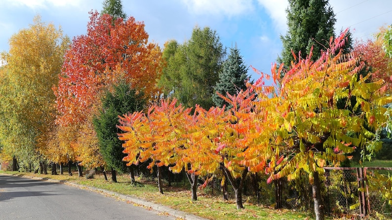 Dwarf Flameleaf Sumac {rhus Copallina Cs} Vibrant Ornamental | Low ...