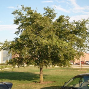 Sugarberry Tree {celtis Laevigata} 1st Year Fruit Bearing! Edible ...