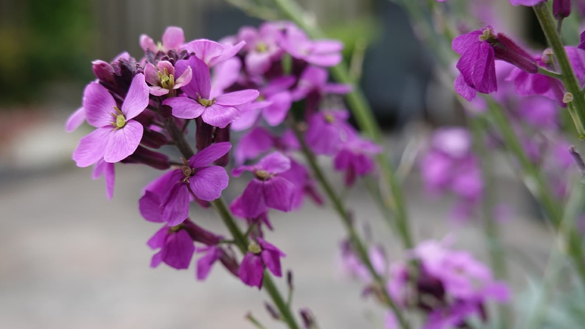 3000 Evening Scented (night) Stock Matthiola Flower Seeds Bulk Perfume ...