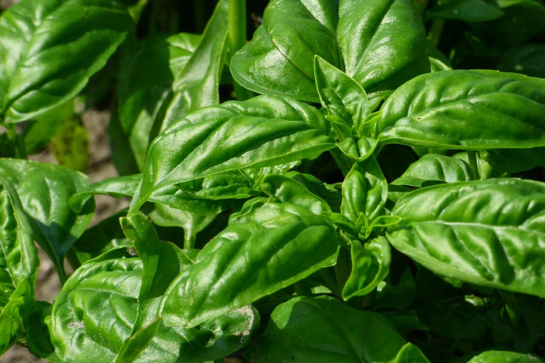 200+ Italian LARGE Leaf Culinary Basil Seeds - Etsy