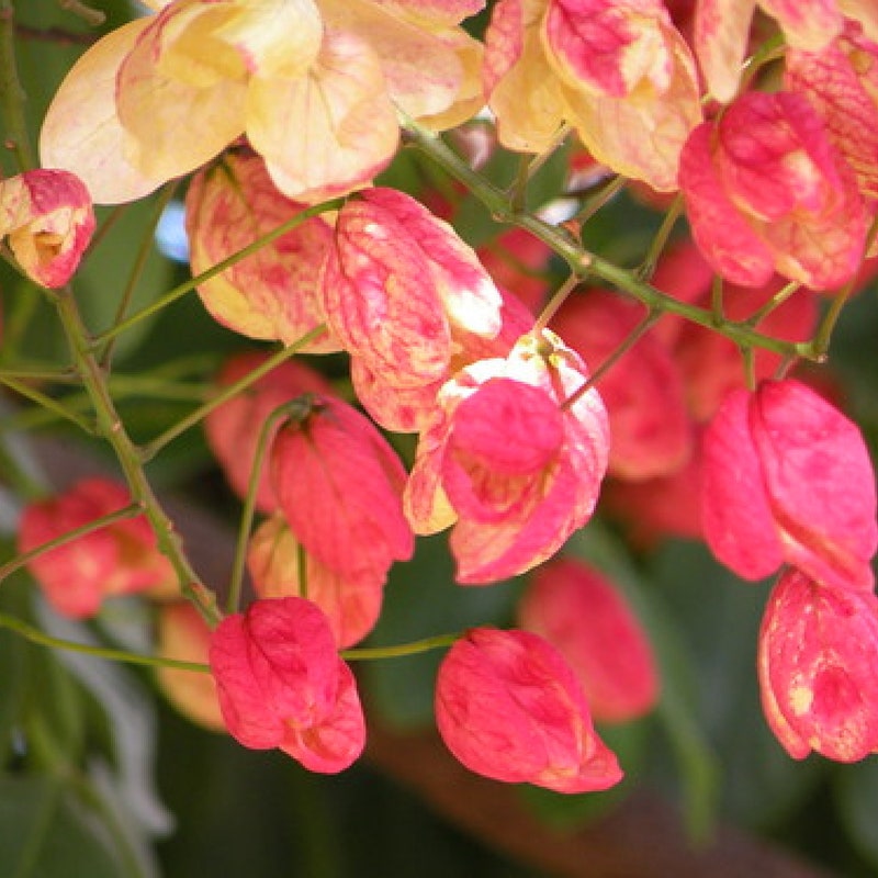 Rising Sun Redbud Tree - Etsy