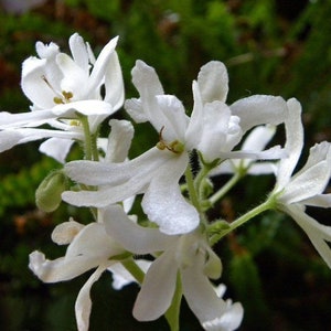 Bridalveil genista Monosperma Showy Ornamental Shrub Cutting Favorite ...
