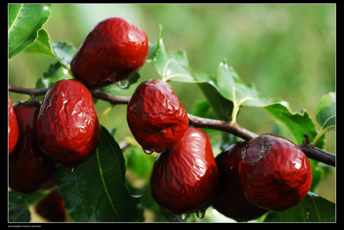 Jujube Fruit Tree {ziziphus Jujube} Delicacy Superfruit | FAST Growing! | 50 Year Life Span ...