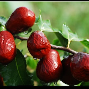 Jujube Fruit Tree {ziziphus Jujube} Delicacy Superfruit | FAST Growing! | 50 Year Life Span ...