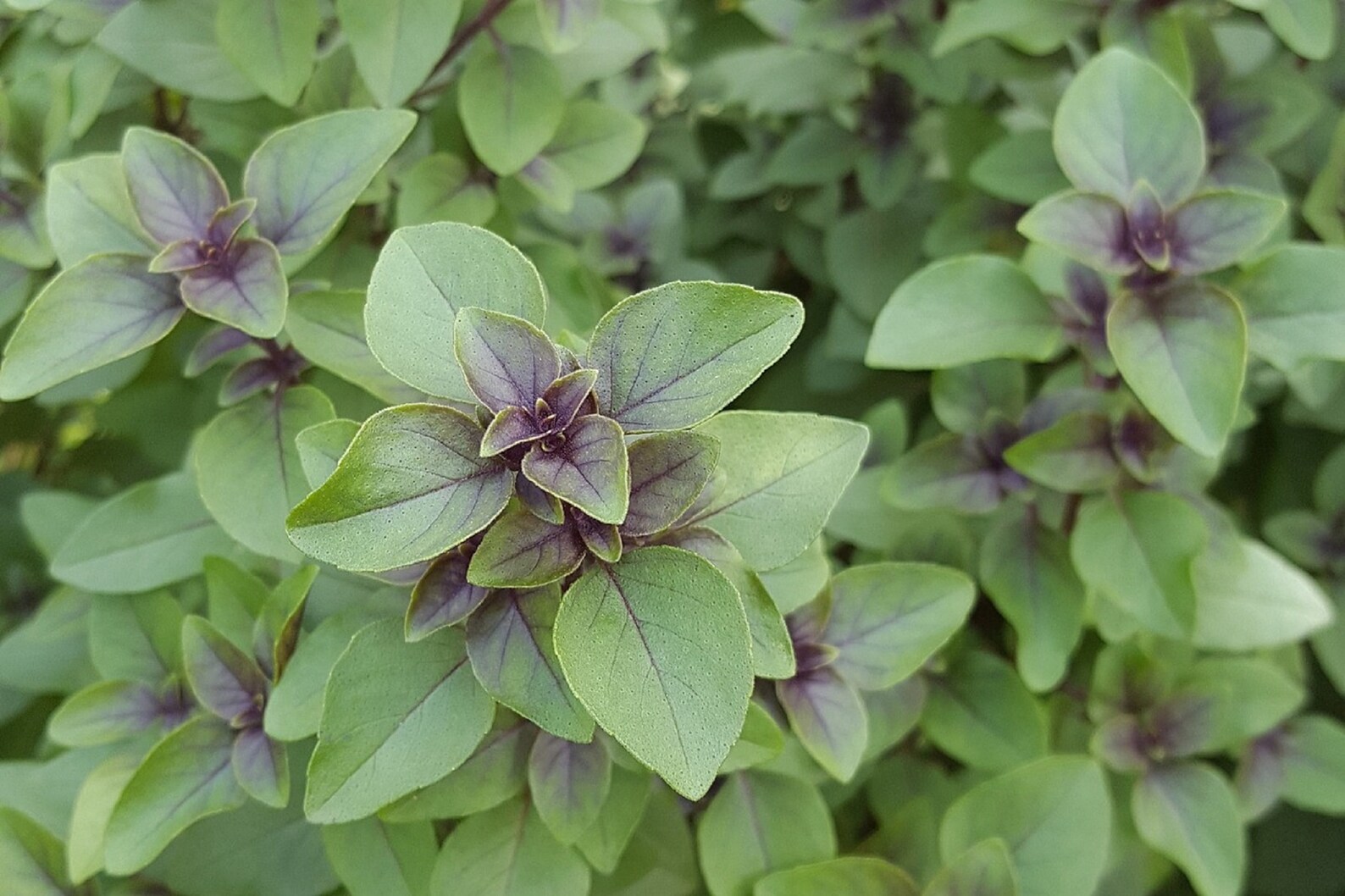 Purple Tulsi Holy Basil Organic Seeds O. Sanctum Perennial - Etsy