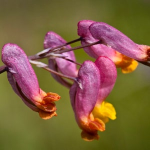 Rock Harlequin {corydalis Sempervirens} First Year Flowering | Pale ...
