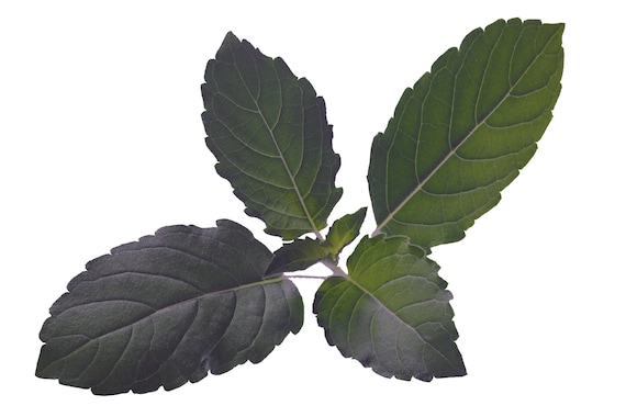 Purple Tulsi Holy Basil Organic Seeds O. Sanctum Perennial - Etsy