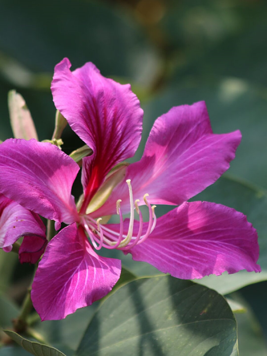 Hawaiian Orchid Tree bauhinia Purpurea Exotic Showy Blooms Bonsai ...