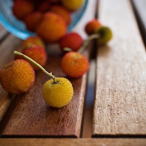 Strawberry Tree Madrone Tree Evergreen arbutus Unedo 20 Seeds Free ...