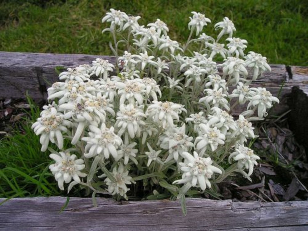 200+ Edelweiss Herb Seeds: White Perennial Alpine Rock Flowers ...